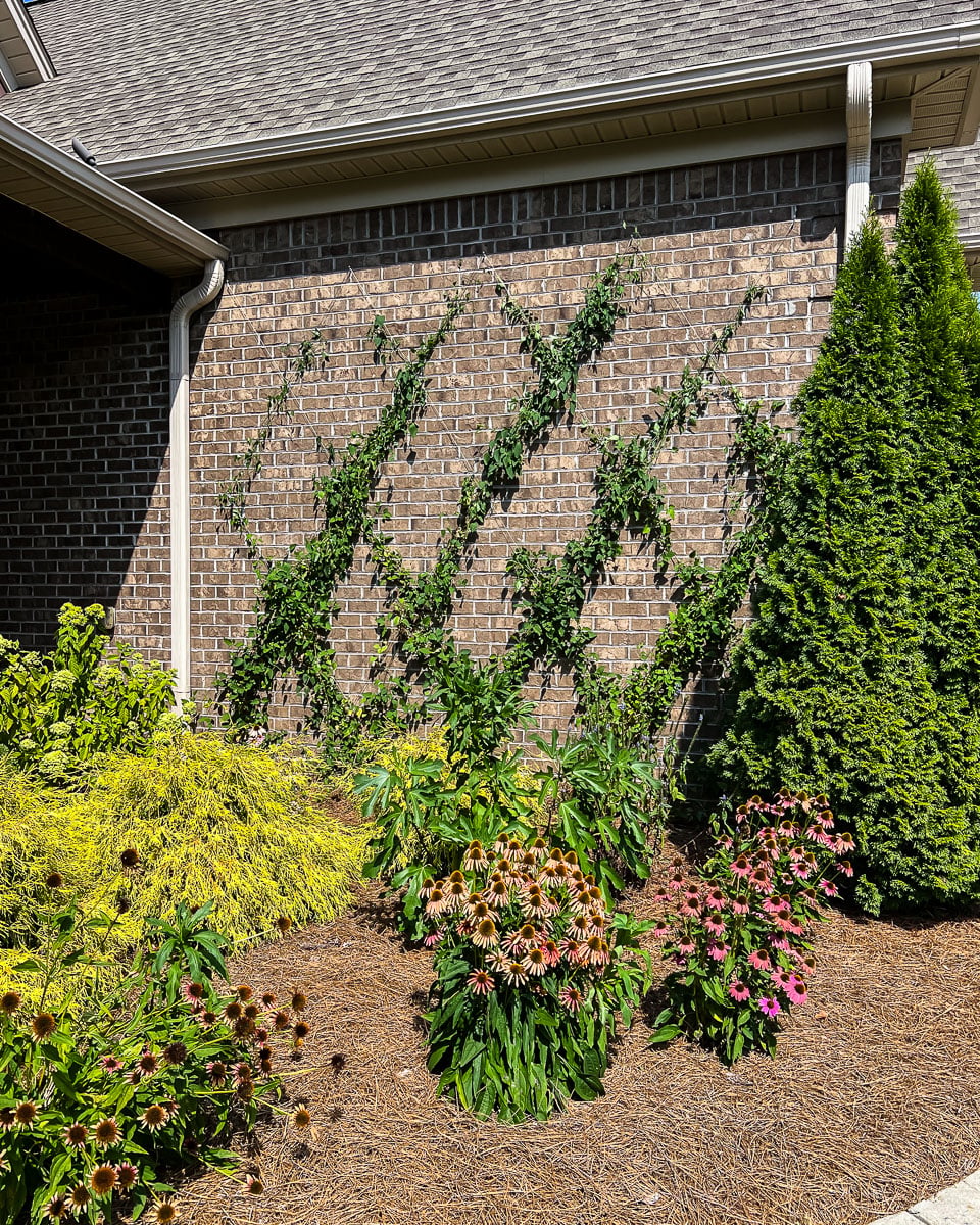 DIY Diamond Wire Trellis for a Vine